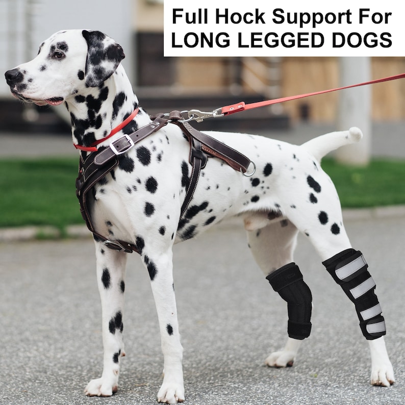 NUTUCH Dog Rear Leg Brace | Dual Metal Strips and Safety Reflective ...