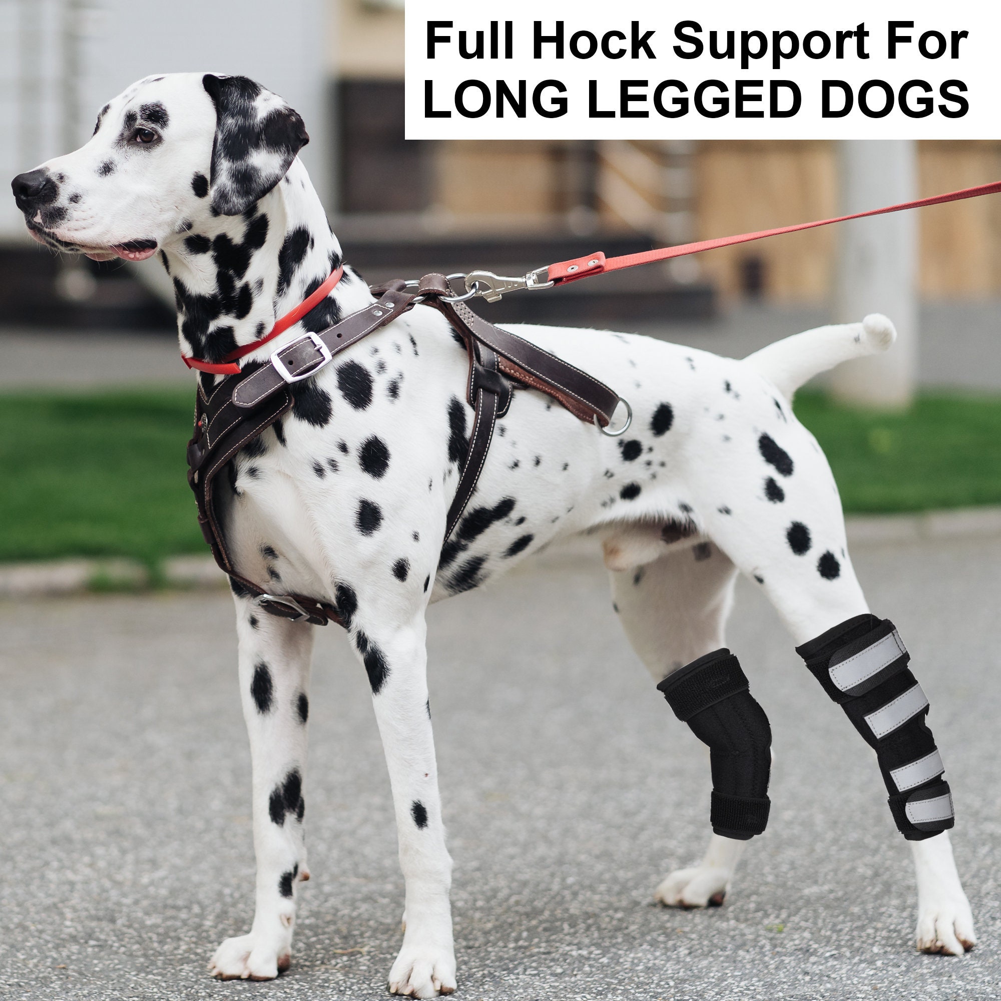 NUTUCH Dog Rear Leg Brace | Dual Metal Strips and Safety Reflective ...
