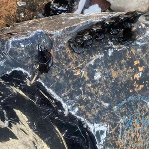 Natural Obsidian Crow Figurine Hand Carved Miniature Stone Animal ...