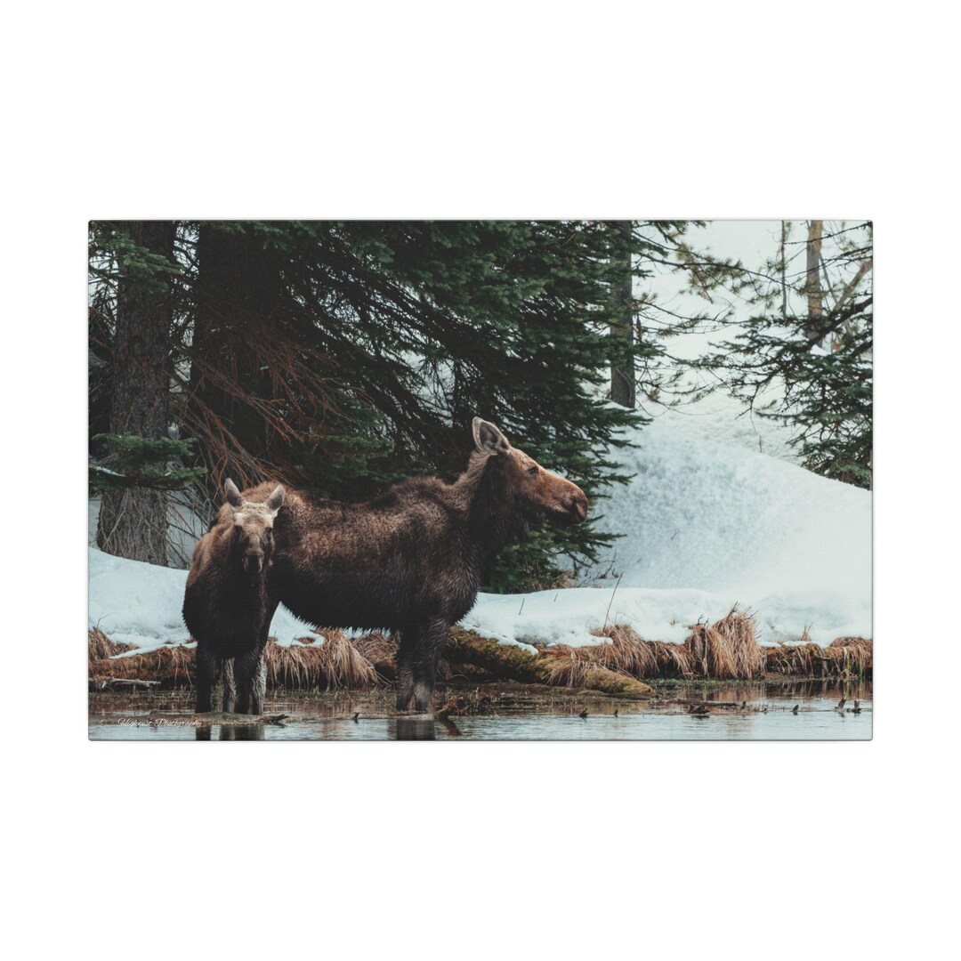 Momma and Her Calf Moose in Island Park Idaho-matte Canvas, Stretched ...