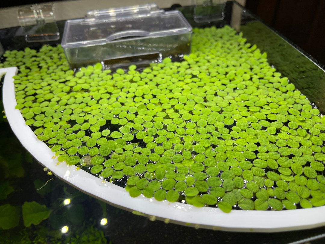 Water Spangles salvinia Minima Live Floating Plants for Aquarium pest ...