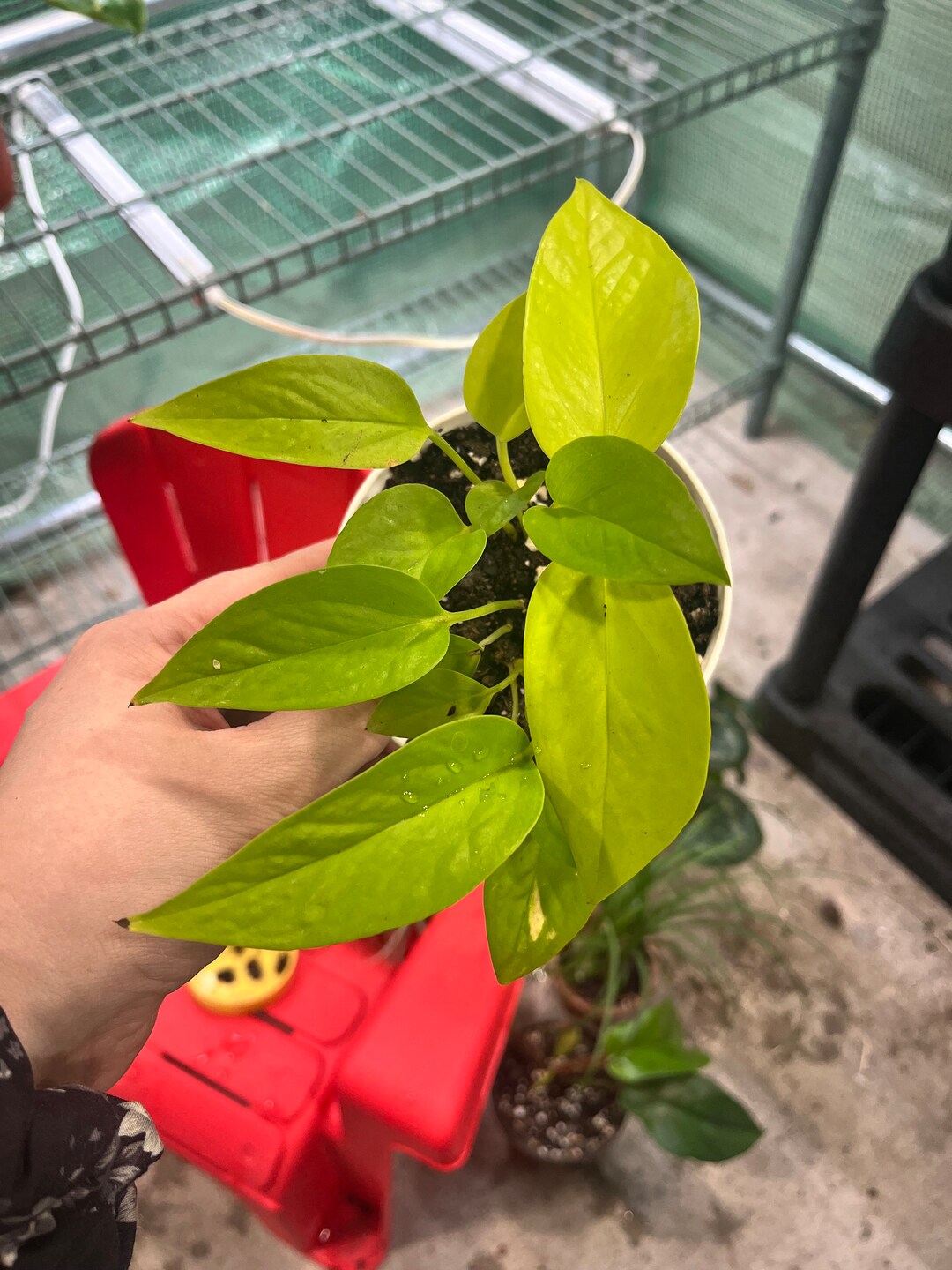 Neon Green Pothos - Etsy