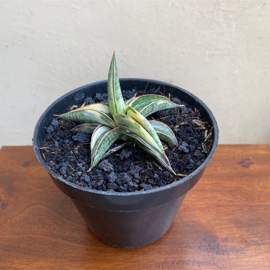 Sansevieria Blue Clone White Variegated Rare Plant Full Albo Mutation ...