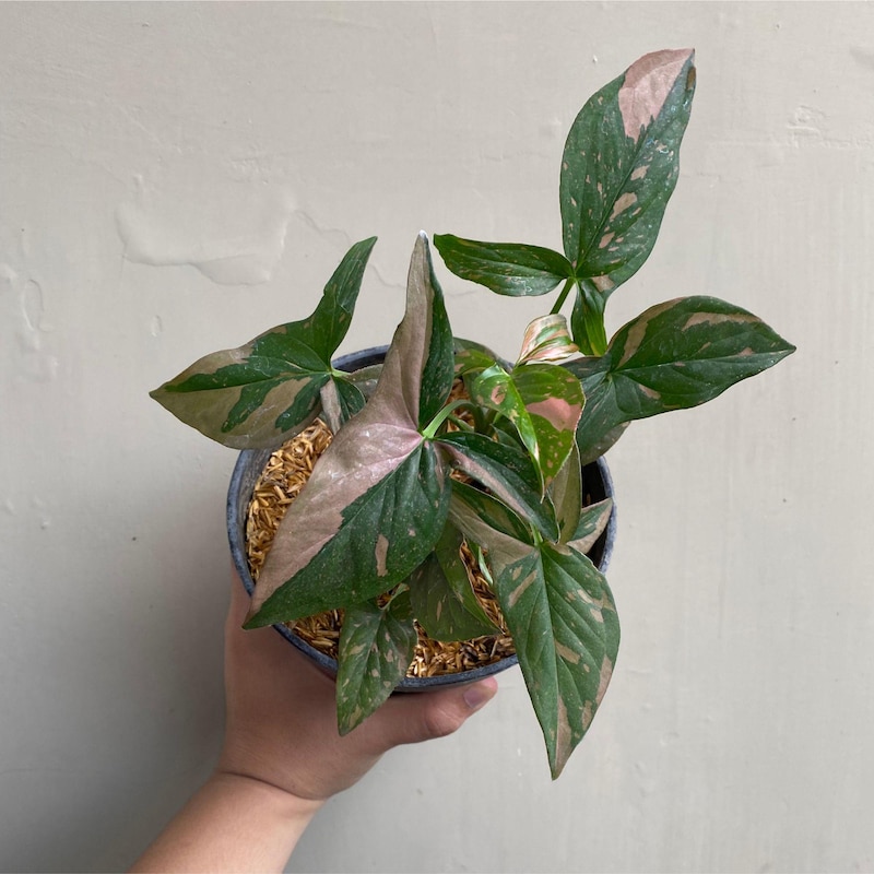 Pink Splash Syngonium - Etsy