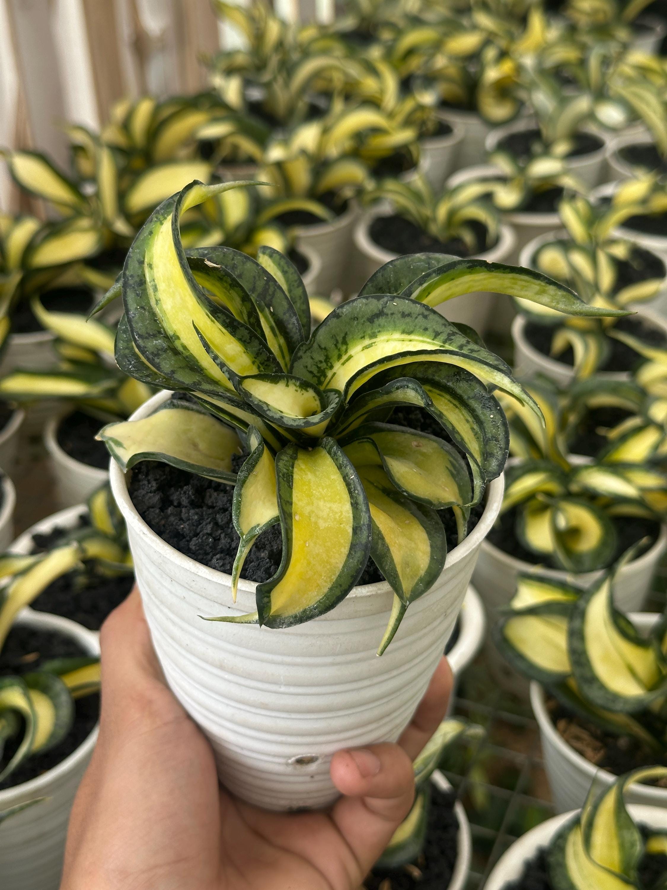 Sansevieria Golden Wendys, Snake Plant, Variegated Sansevieria Plants ...