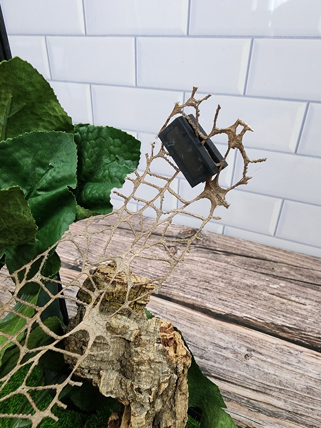 Magnetic Ribbon Holders, Enclosure Decor, Jumping Spider Decoration, 3D ...