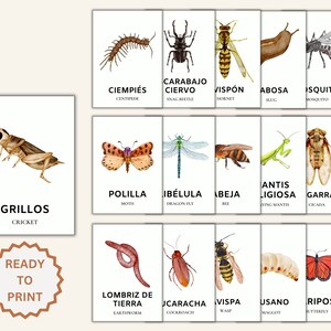 32 Insects Flash Cards Montessori Flash Cards Pre-school Cards Spanish ...