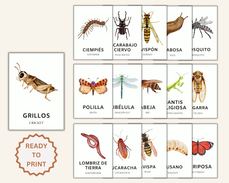 32 Insects Flash Cards Montessori Flash Cards Pre-school Cards Spanish ...