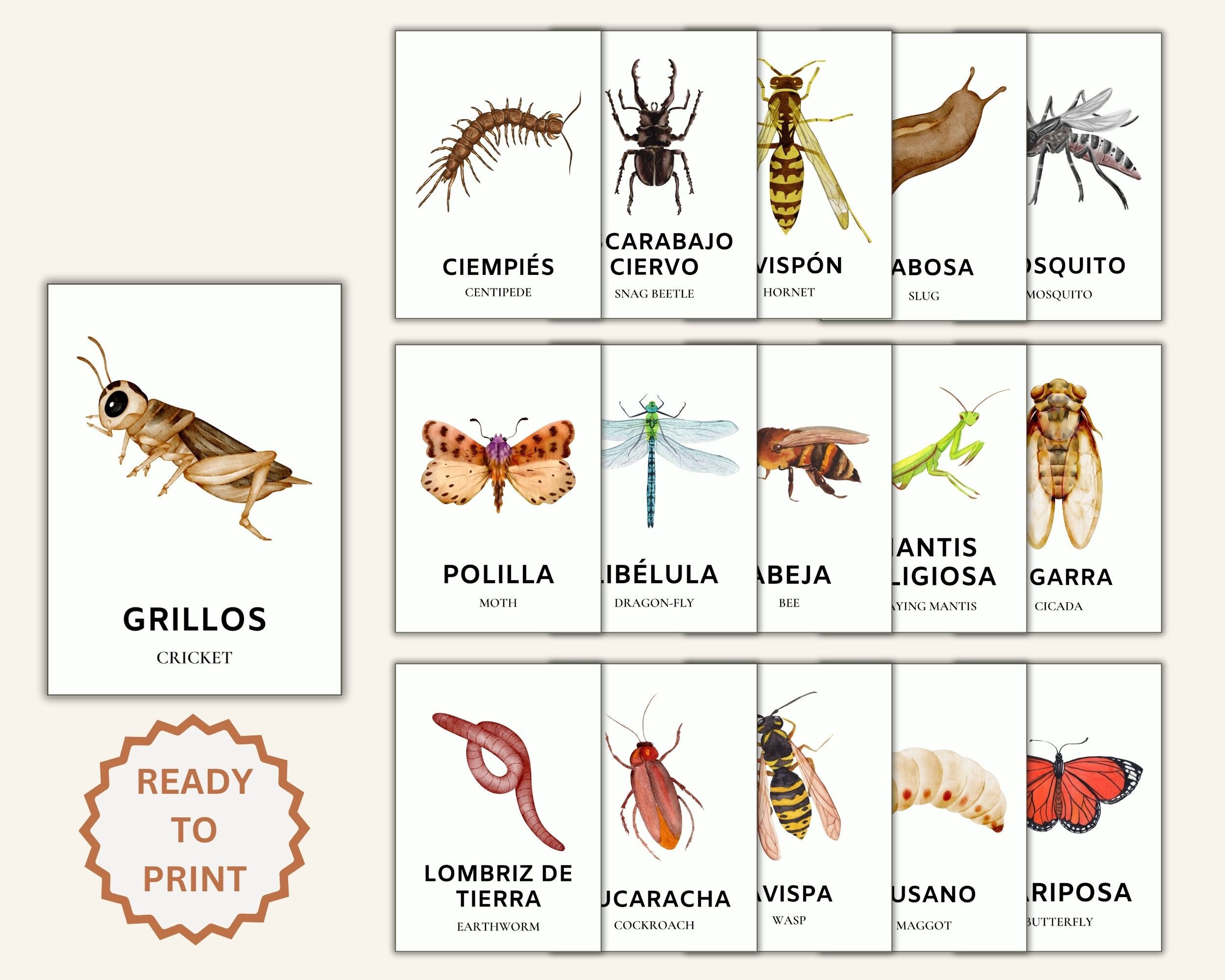 32 Insects Flash Cards Montessori Flash Cards Pre-school Cards Spanish ...