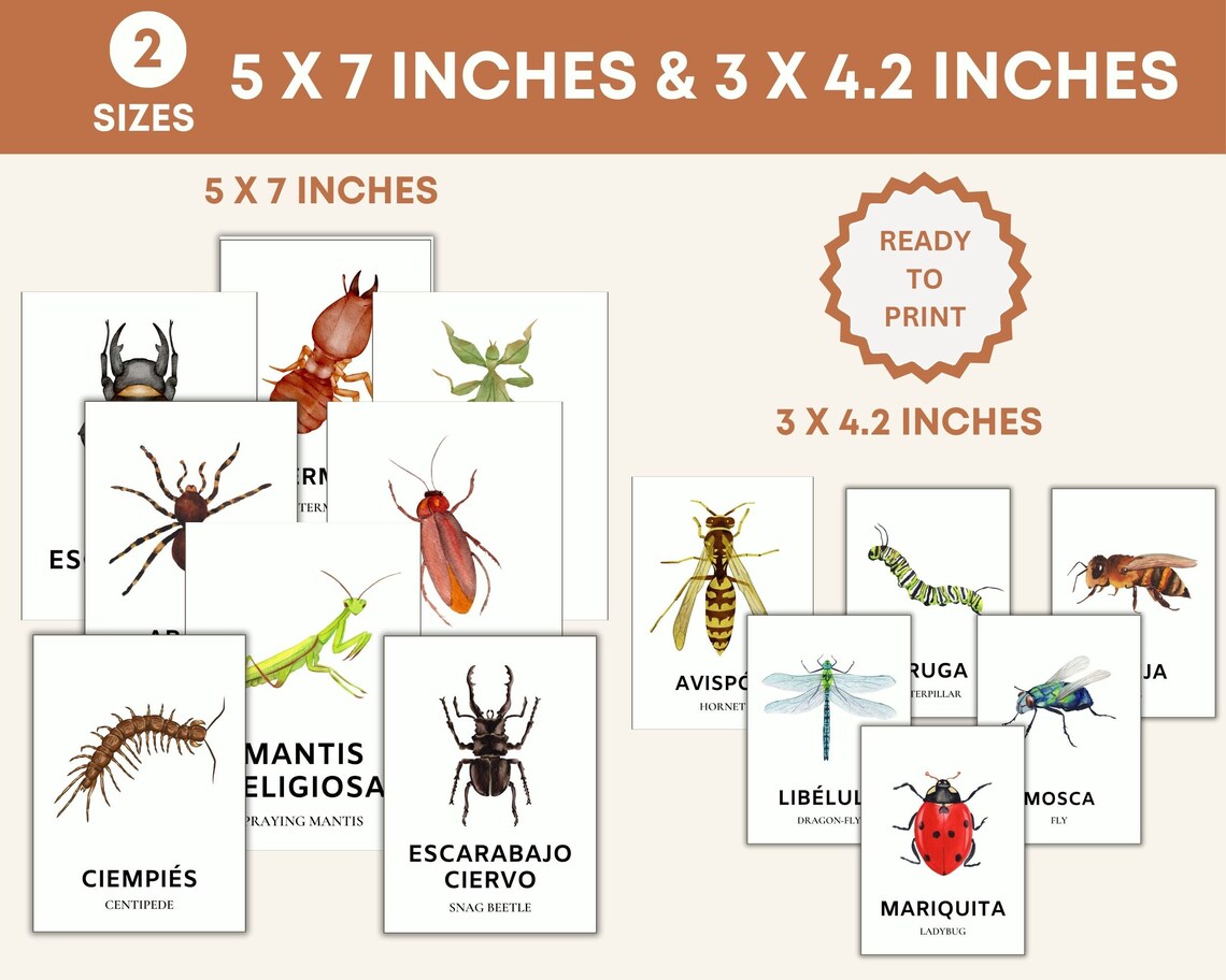 32 Insects Flash Cards Montessori Flash Cards Pre-school Cards Spanish ...