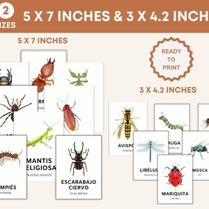 32 Insects Flash Cards Montessori Flash Cards Pre-school Cards Spanish ...