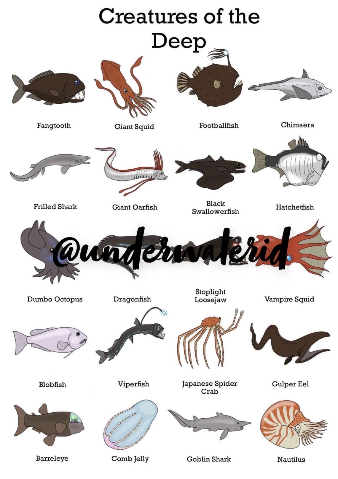 Creatures of the Deep Art Print: Fish ID, Fishtank Decoration (A4) (buy ...