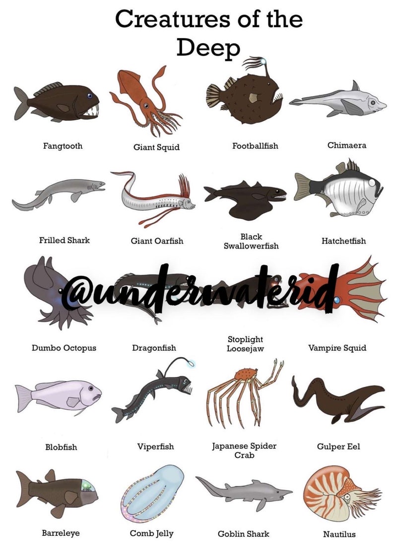 Fish ID Posters Creatures of the Deep buy One Get 2 Free Fishtank ...