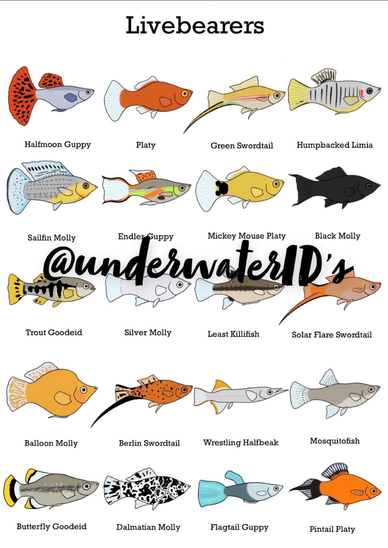 Livebearers Fish ID Art Print: Fishtank Decoration (buy One Get Any ...