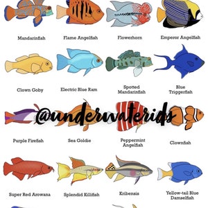 Fish ID Posters Colourful Fish buy One Get 2 Free Fishtank Decoration ...