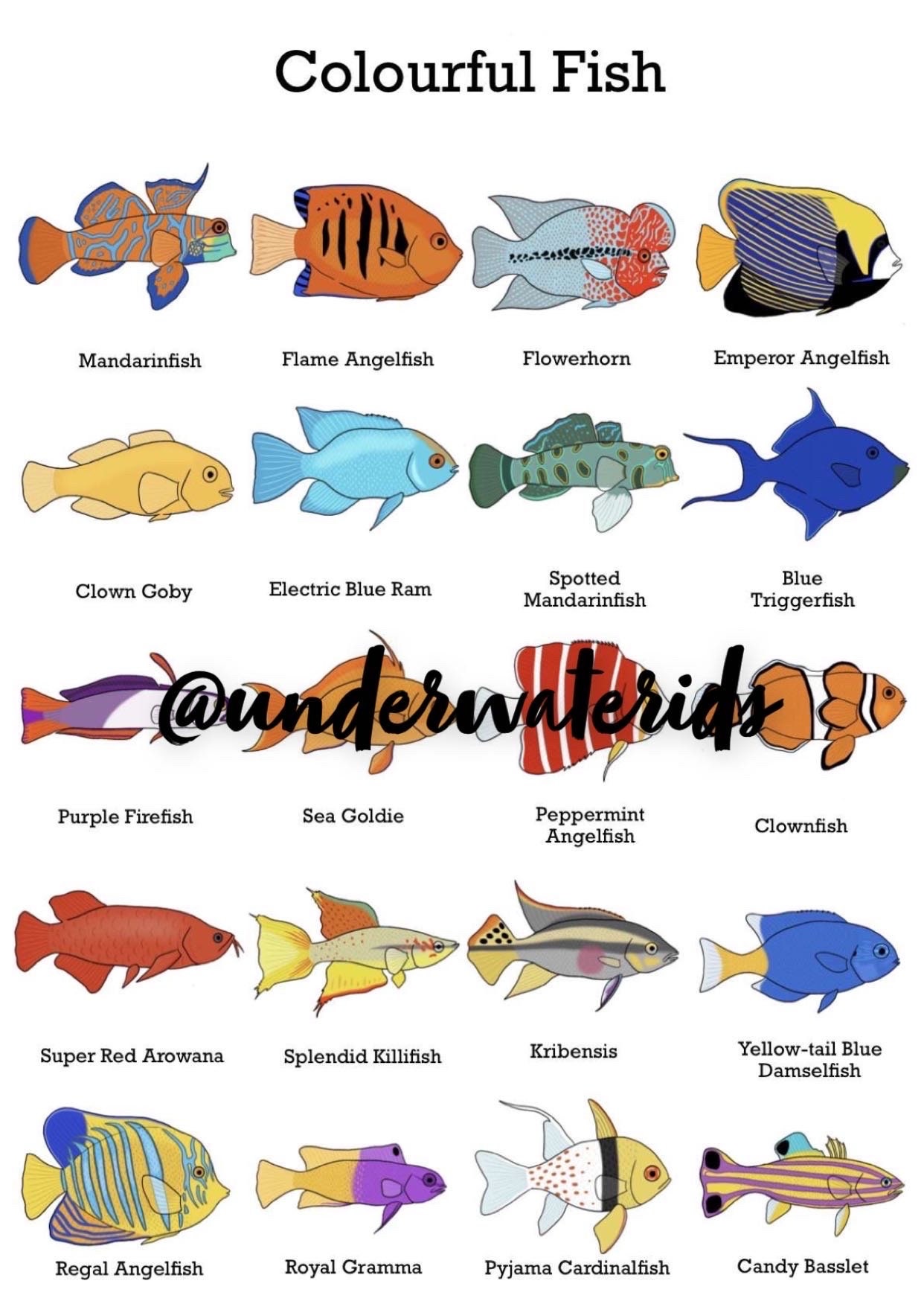 Fish ID Posters Colourful Fish buy One Get 2 Free Fishtank Decoration ...