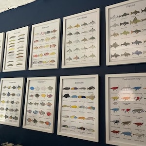 Fish ID Posters Freshwater Angelfish buy One Get One Free Fishtank ...