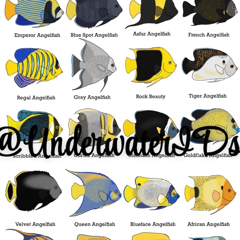 Reef Saltwater Fish Art - Etsy UK