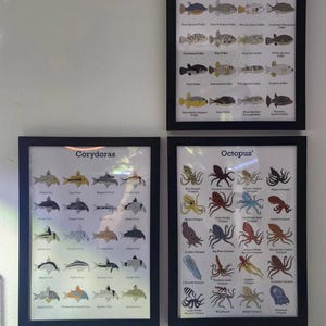 Fish ID Posters South American Cichlids buy One Get 2 Free Fishtank ...