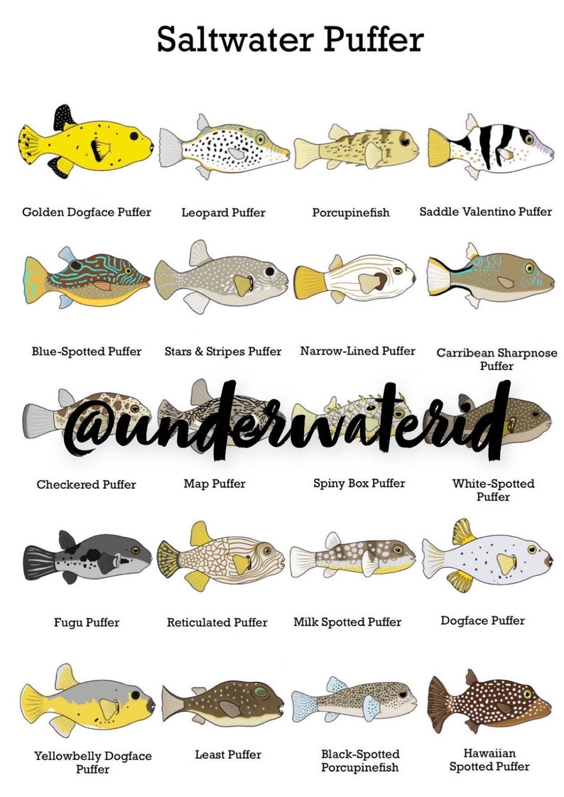 Fish ID Wall Art - Saltwater Puffers (buy One Get Any Other Print Free ...