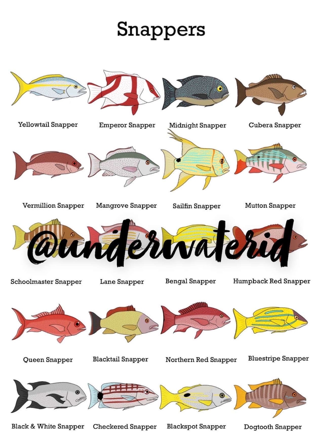 Fish ID Posters Snappers buy One Get a Random One Free Fishtank ...