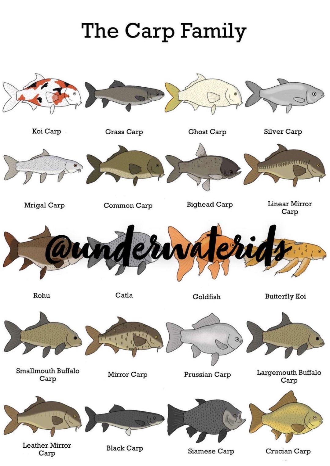 Fish ID Posters the Carp Family buy One Get 2 Free Fishtank Decoration ...