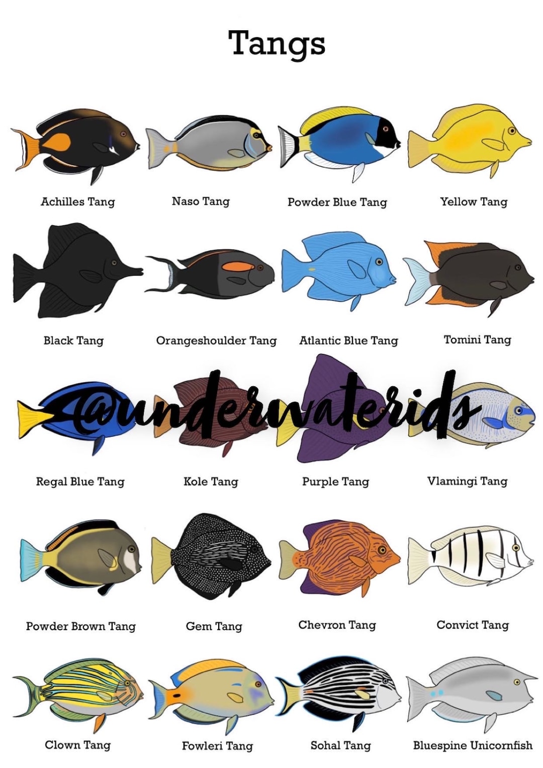 Fish ID Wall Art - Tangs (buy One Get 2 Free!) Fishtank Decoration ...