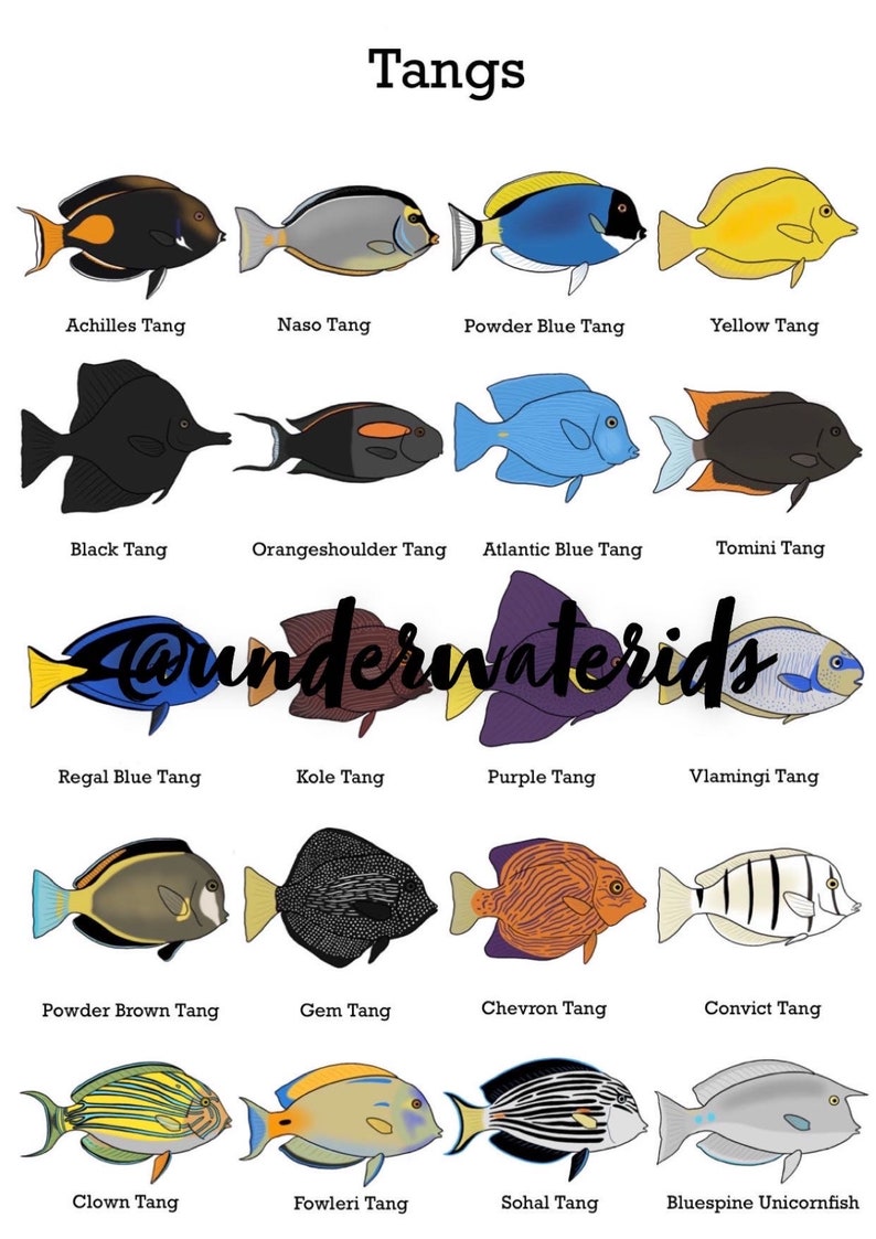 Fish ID Wall Art - Tangs (buy One Get 2 Free!) Fishtank Decoration ...