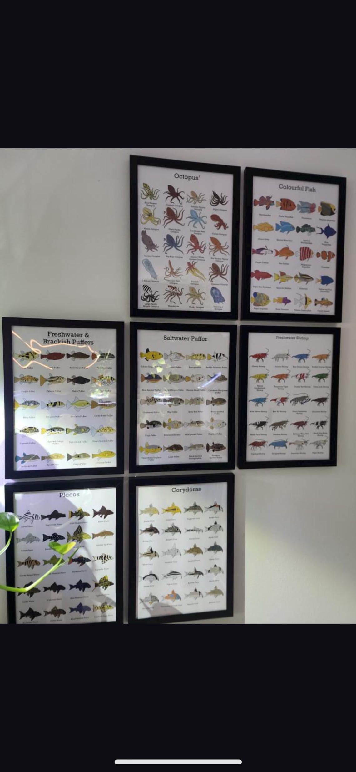 Fish ID Posters Freshwater Angelfish buy One Get One Free Fishtank ...