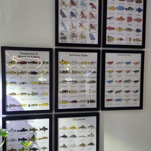 Fish ID Posters Freshwater Angelfish buy One Get One Free Fishtank ...