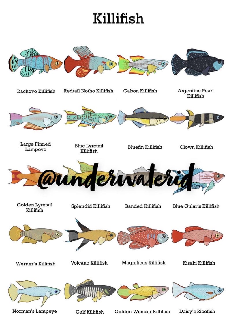 Fish ID Wall Art - Killifish (buy One Get 2 Free!) Fishtank Decoration ...