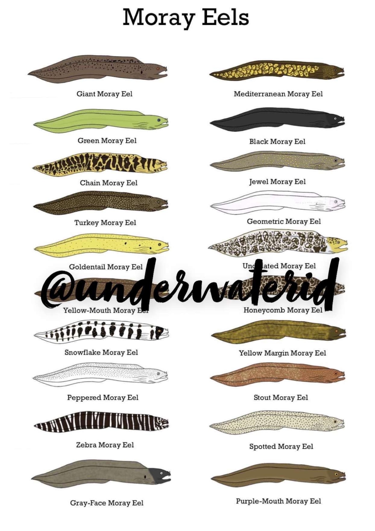 Moray Eel ID Chart: Fish Tank Decor Print (buy One Get Any Free) - Etsy