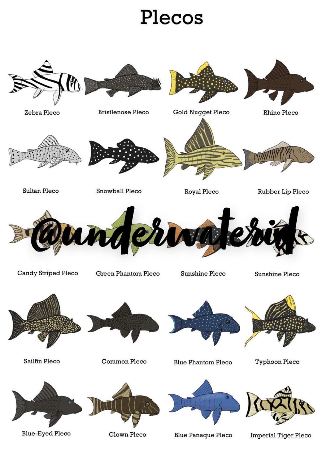Fish ID Posters Plecos buy One Get 2 Free Fishtank Decoration, Great ...
