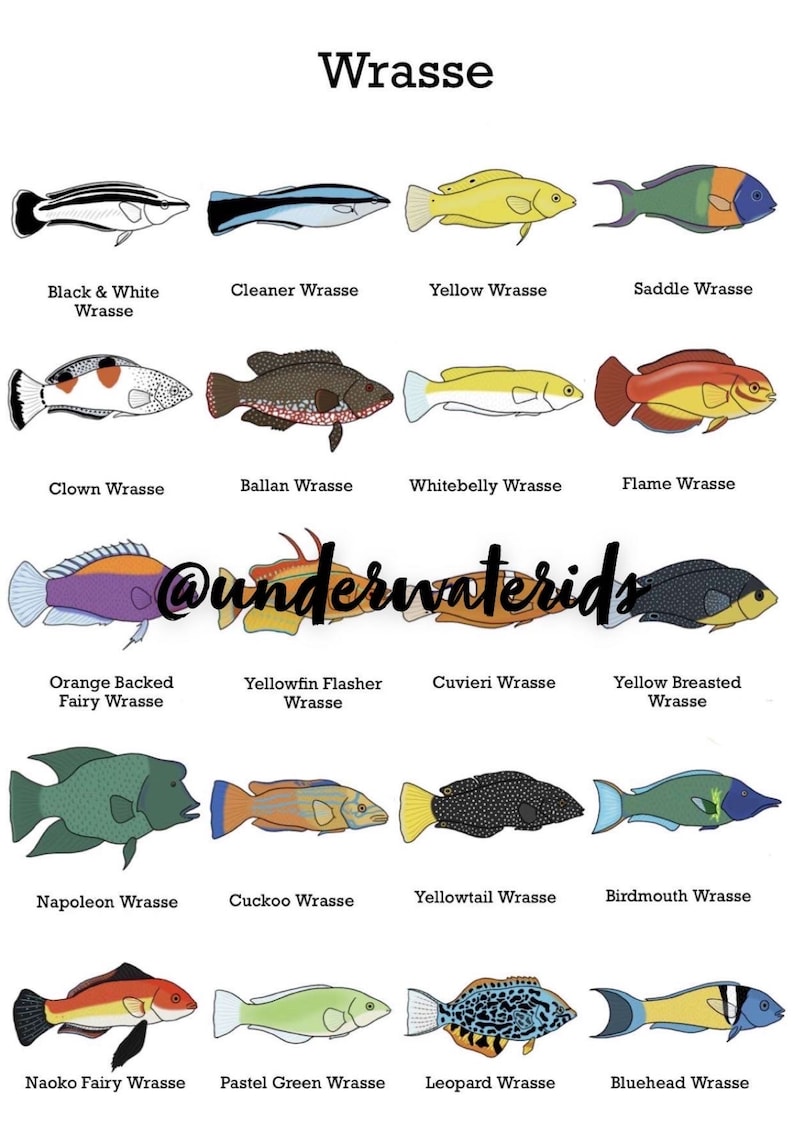 Fish ID Wall Art Wrasse buy One Get 2 Free Fishtank Decoration, Great ...