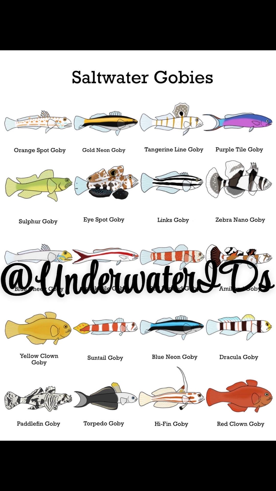 Saltwater Goby Fish ID Art Print: Fishtank Decoration (buy One Get Any ...