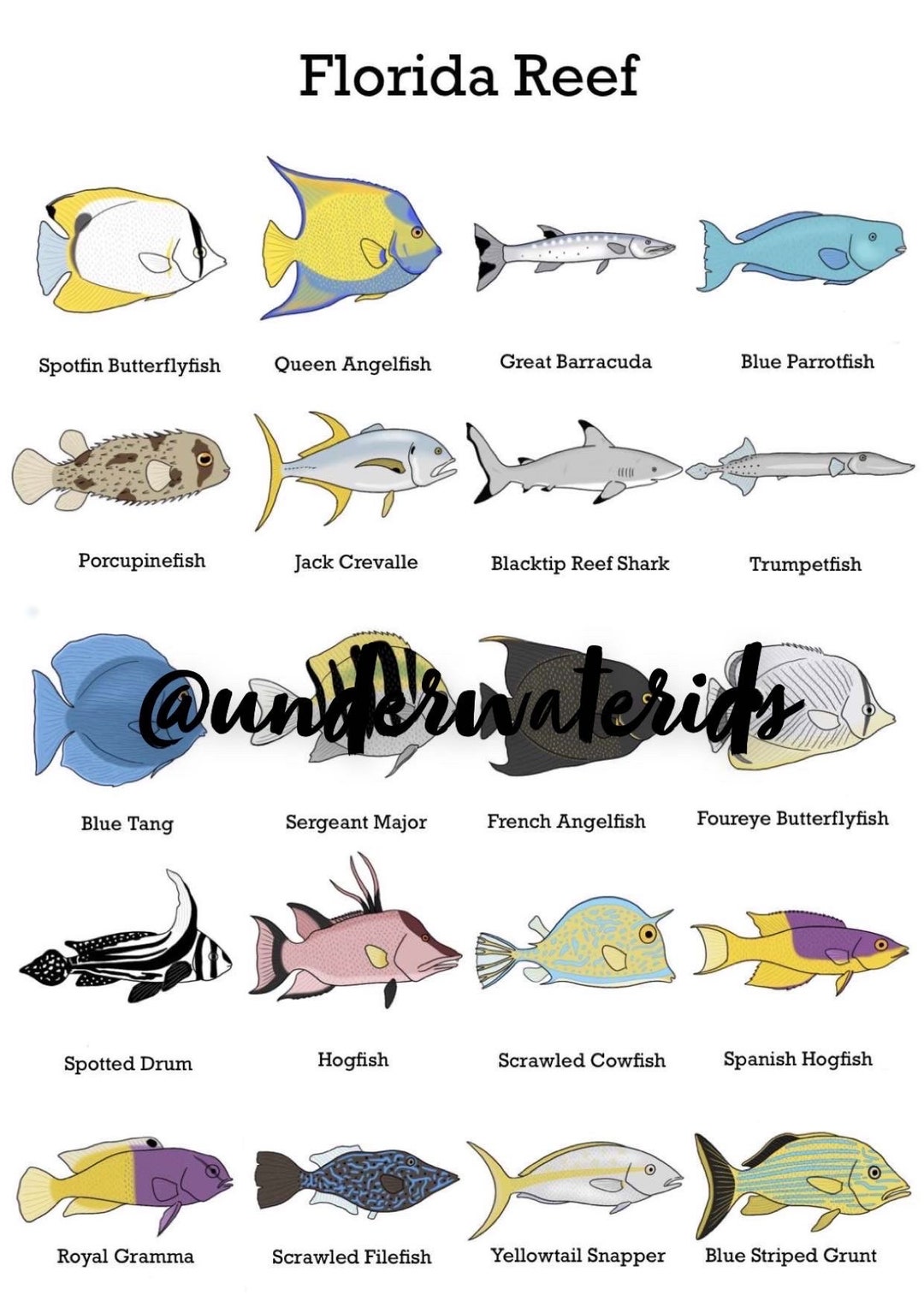 Fish ID Wall Art - Florida Reef (buy One Get 2 Free!) Fishtank ...