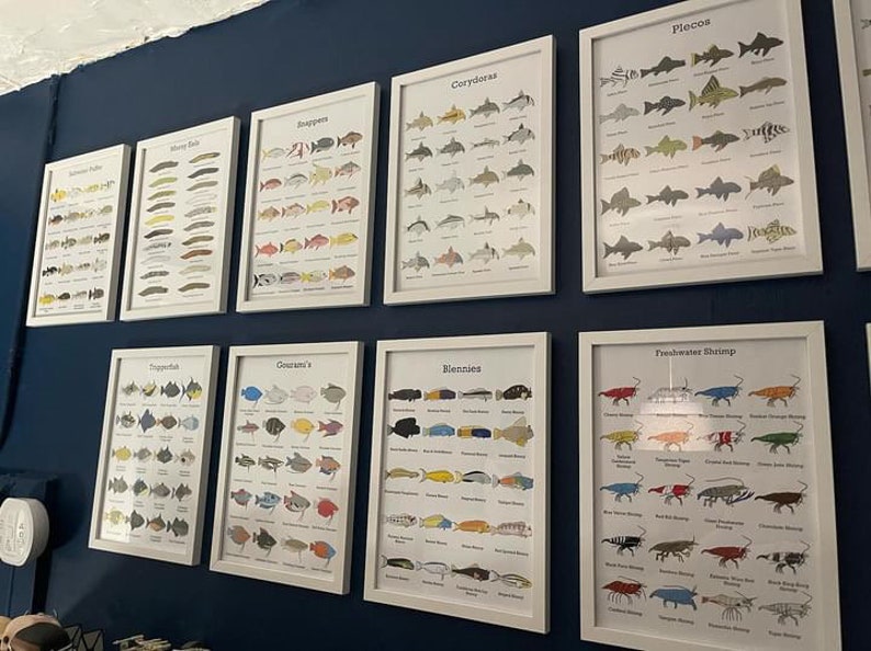 Fish ID Wall Art - Killifish (buy One Get Any Other Print Free ...