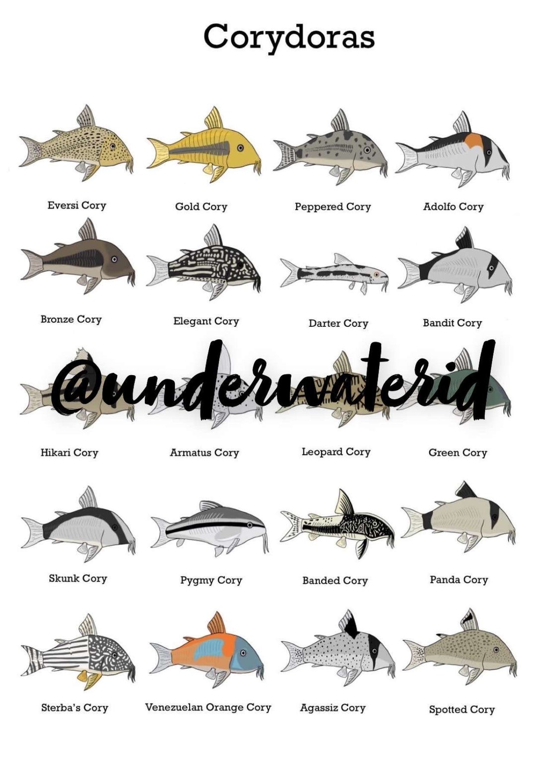 Fish ID Wall Art - Corydoras (buy One Get 2 Free!) Fishtank Decoration ...