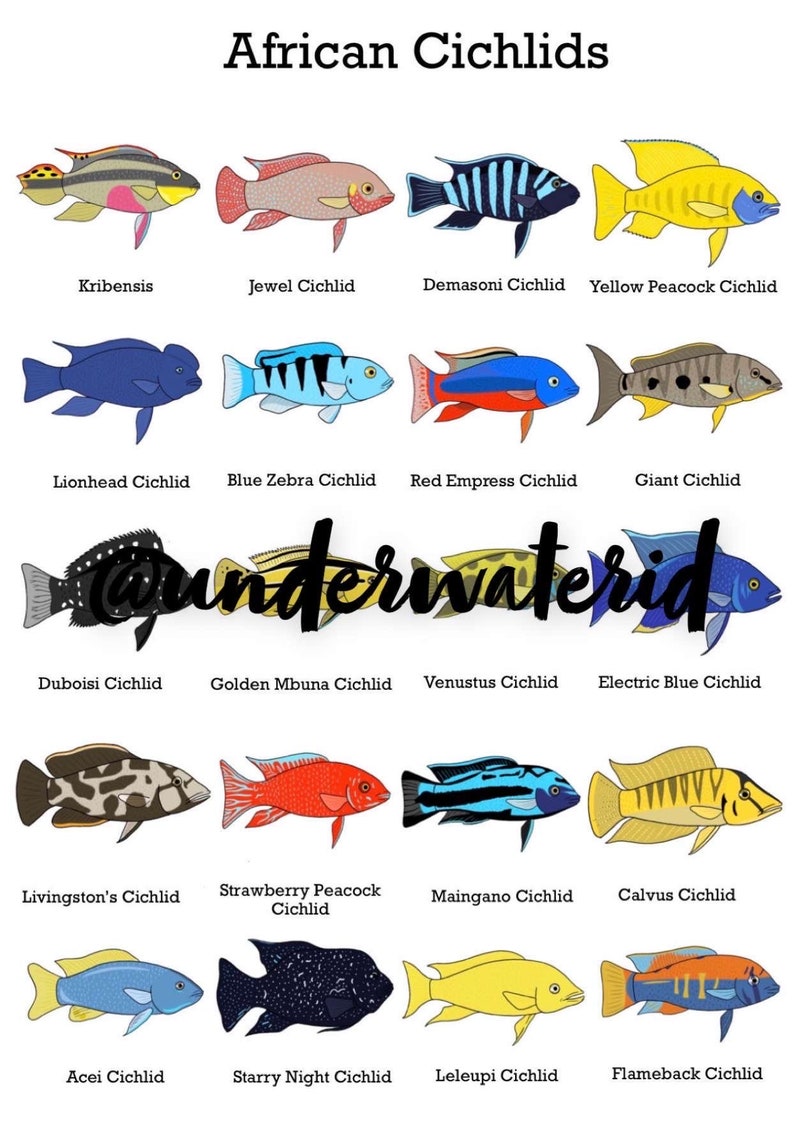 African Cichlids Fish ID Print: Colorful Fishtank Decoration (buy One ...