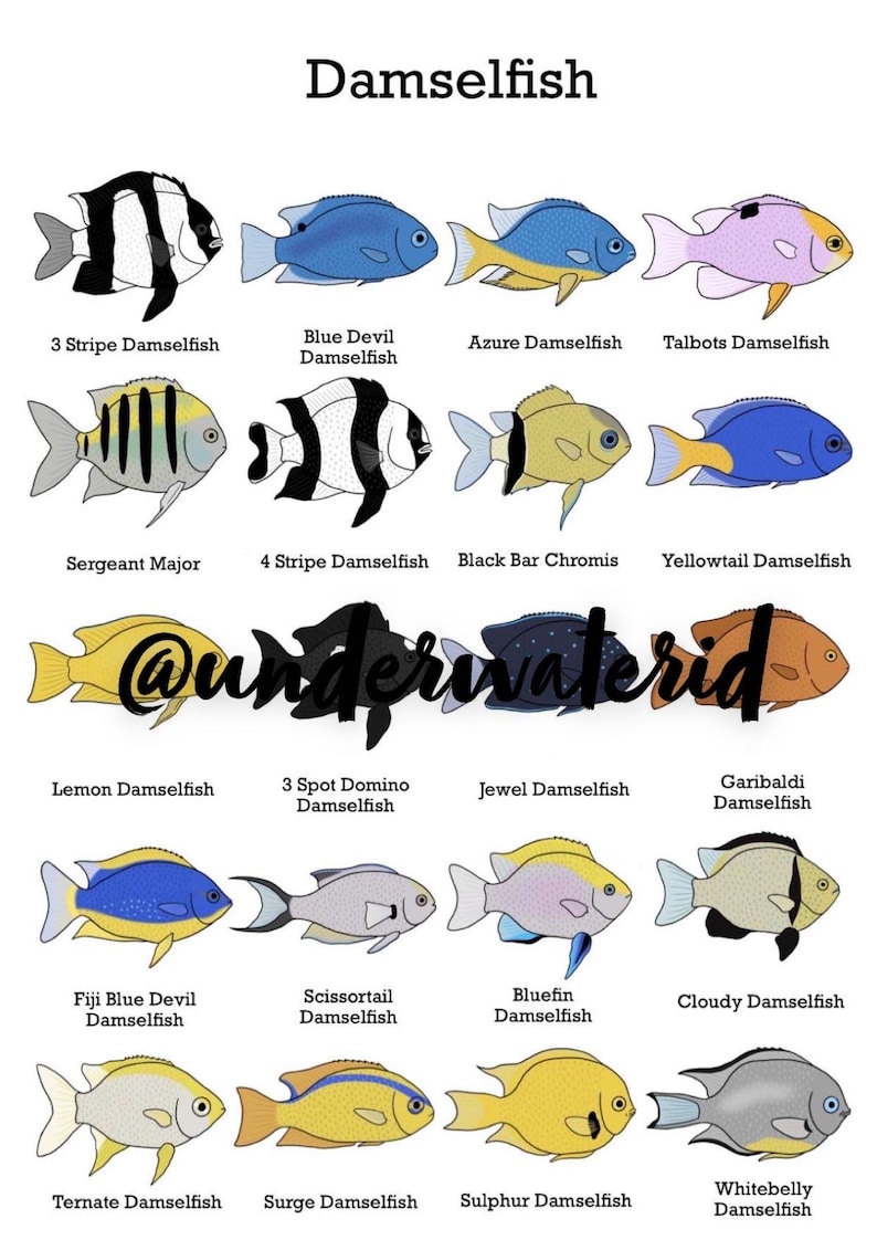 Fish ID Wall Art - Damselfish (buy One Get 2 Free!) Fishtank Decoration ...