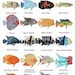 Fish ID Posters South American Cichlids buy One Get 2 Free Fishtank ...