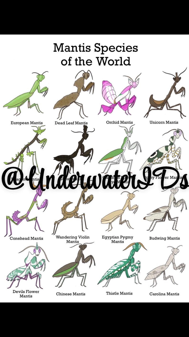 Mantis ID Wall Art - Mantis Species of the World (buy One Get Any Other ...