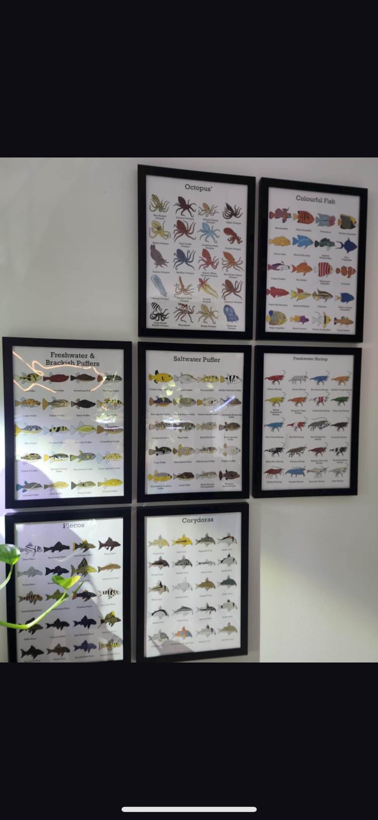 Fish ID Posters South American Cichlids buy One Get 2 Free Fishtank ...