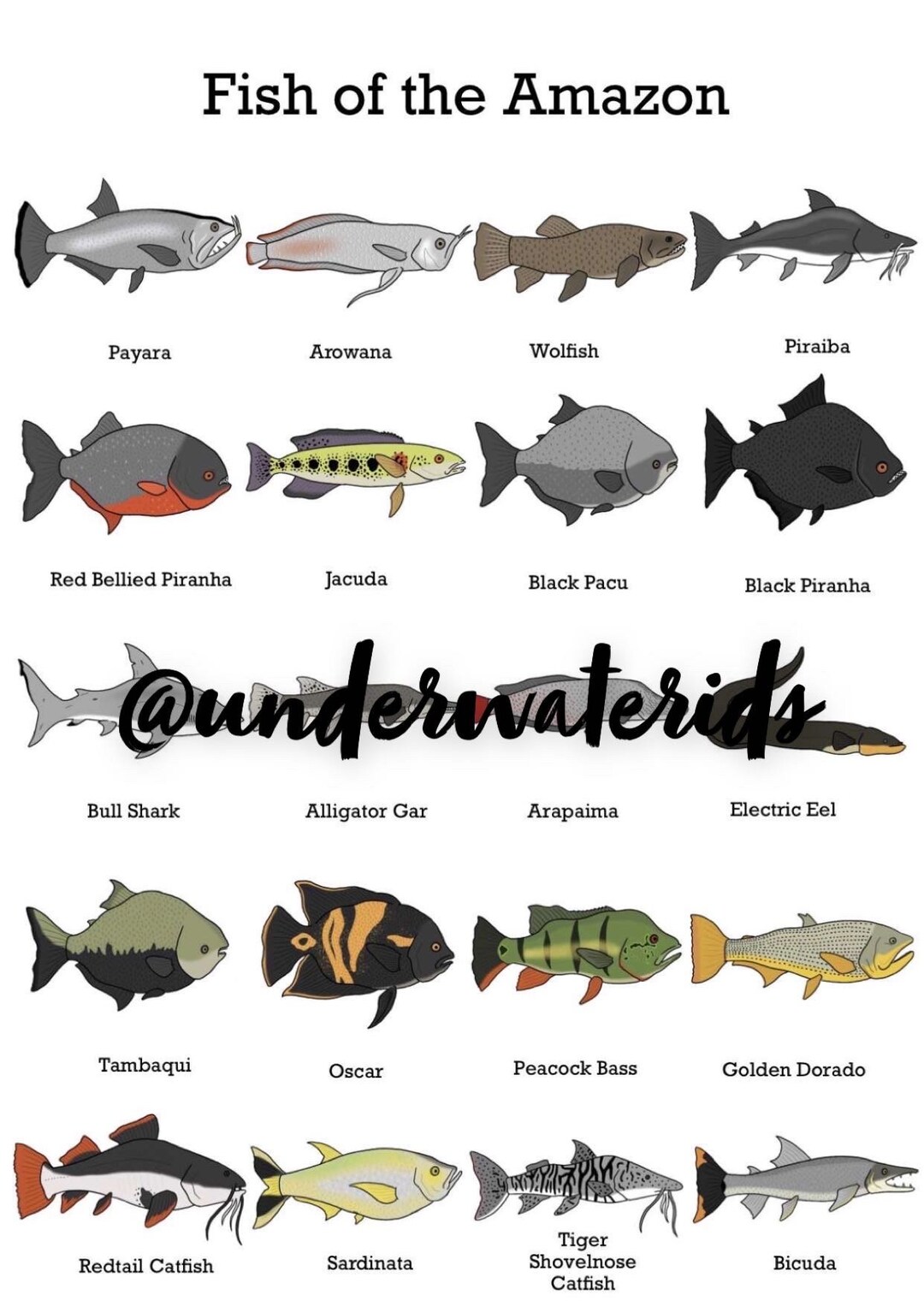 Fish of the Amazon ID Wall Art: Fishtank Decoration (buy One Get Any ...