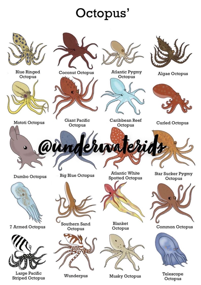 Fish ID Posters Octopus buy One Get 2 Free Fishtank Decoration, Great ...