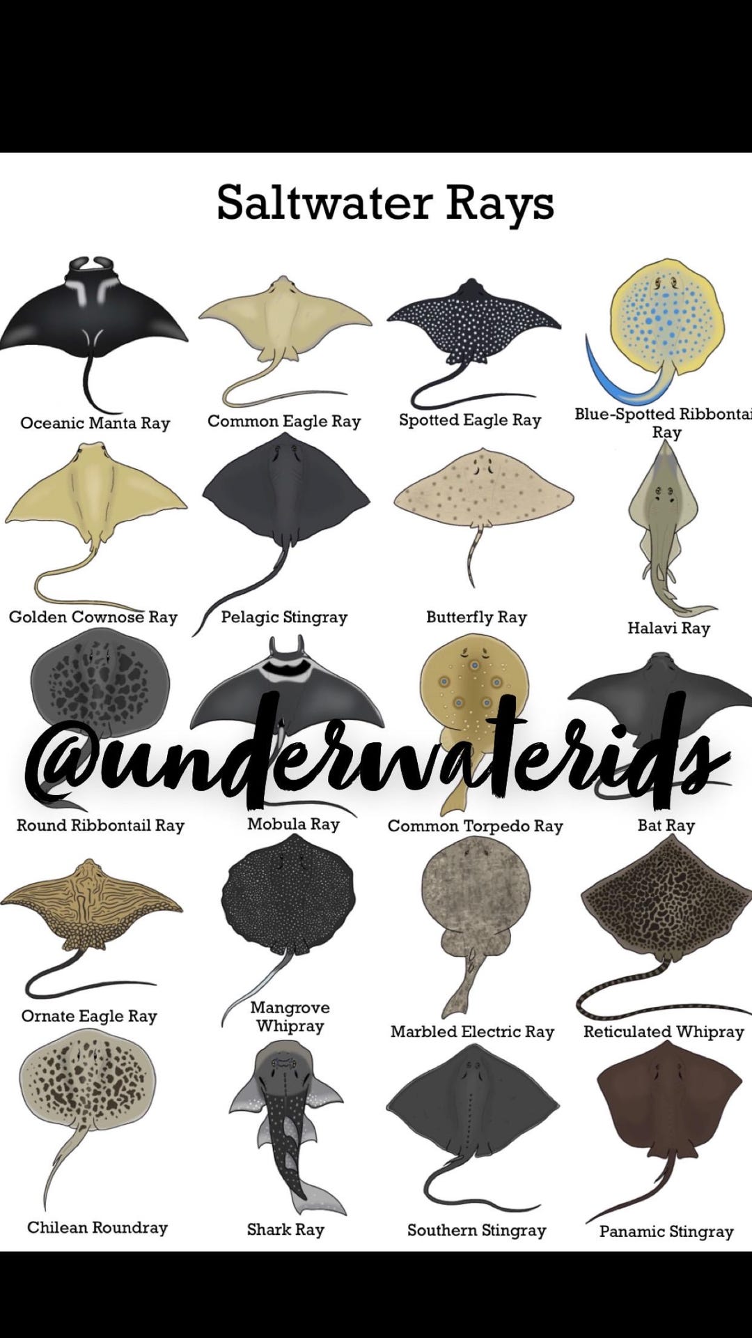 Fish ID Wall Art - Saltwater Rays (buy One Get 2 Free!) Fishtank ...