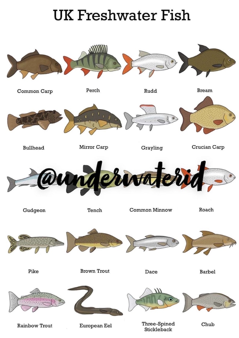 Fish ID Wall Art - UK Freshwater Fish (buy One Get 2 Free!) Fishtank ...