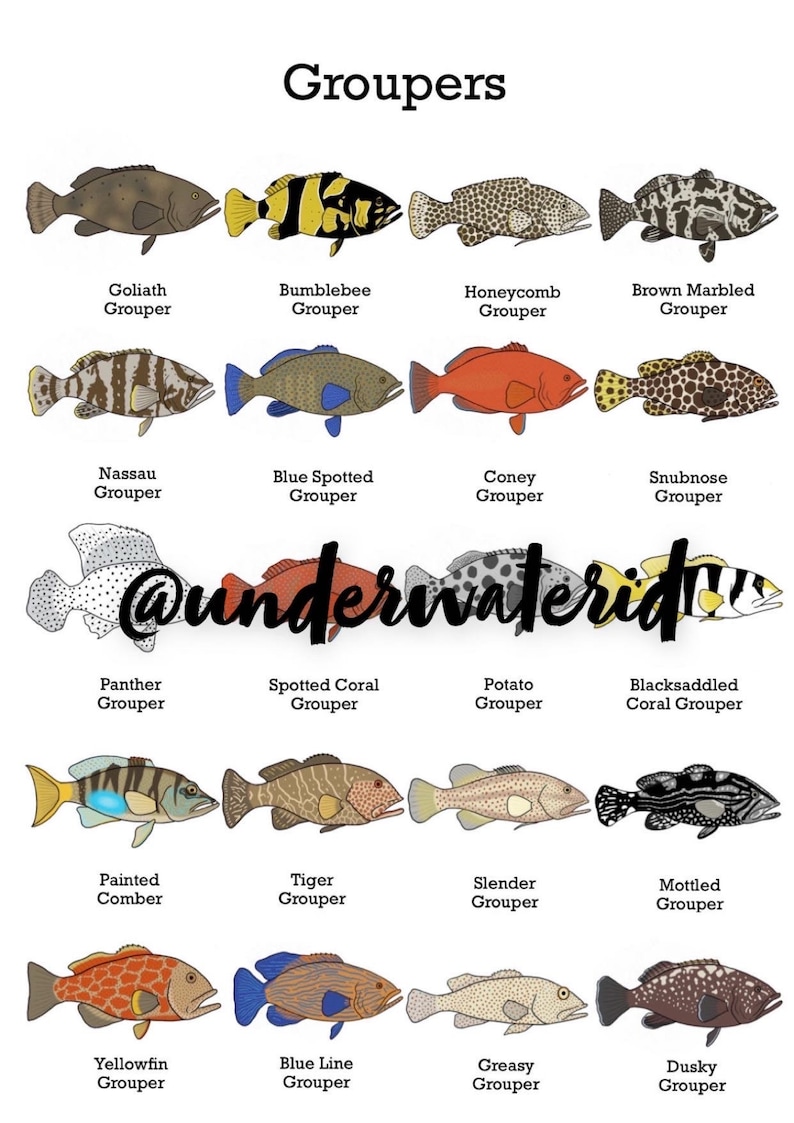 Grouper Fish ID Art Print: Fishtank Decoration (A4) (buy One Get Any ...