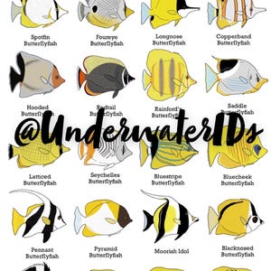 Fish ID Posters Butterflyfish buy One Get One Free Fishtank Decoration ...