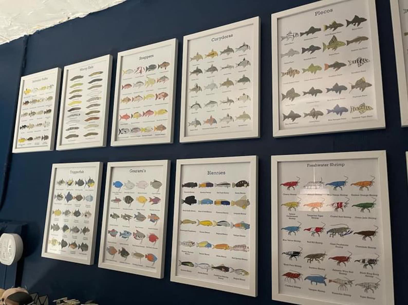 Fish ID Posters Colourful Fish buy One Get 2 Free Fishtank Decoration ...